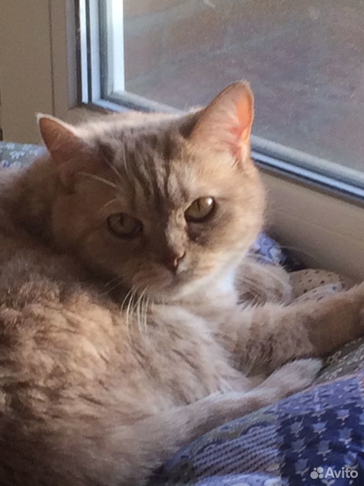 Стерилизованная кошечка Джесси