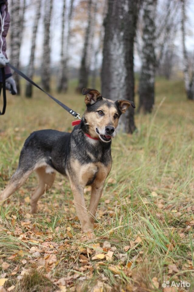 Собака Стенли Брамс ищет добрые руки