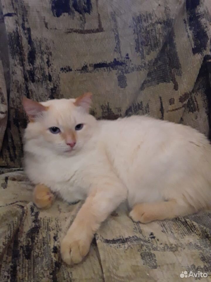 Кот в добрые руки