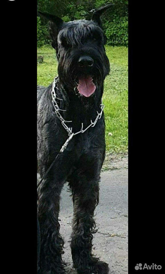 Ризеншнауцер. Вязка