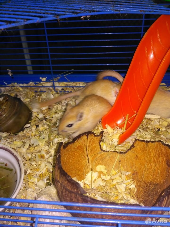 Песчанка