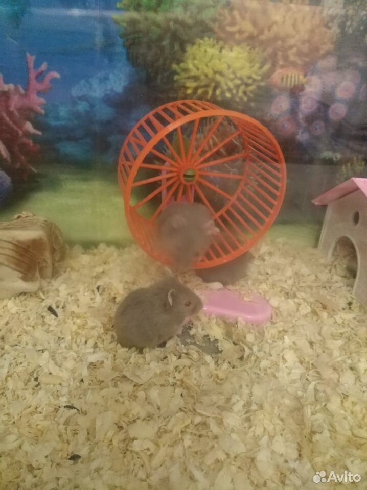 Хомяк кемпбэлла