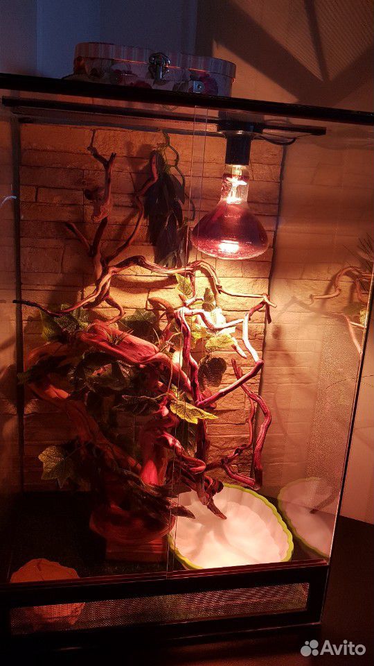 Геккон бананоед