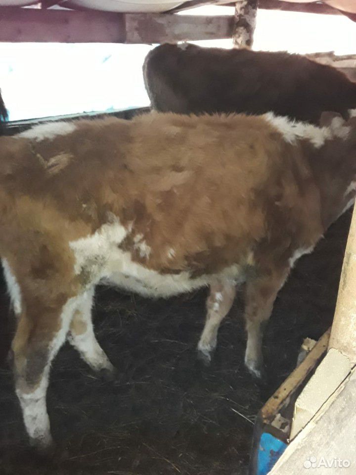 Телки коровы на овец