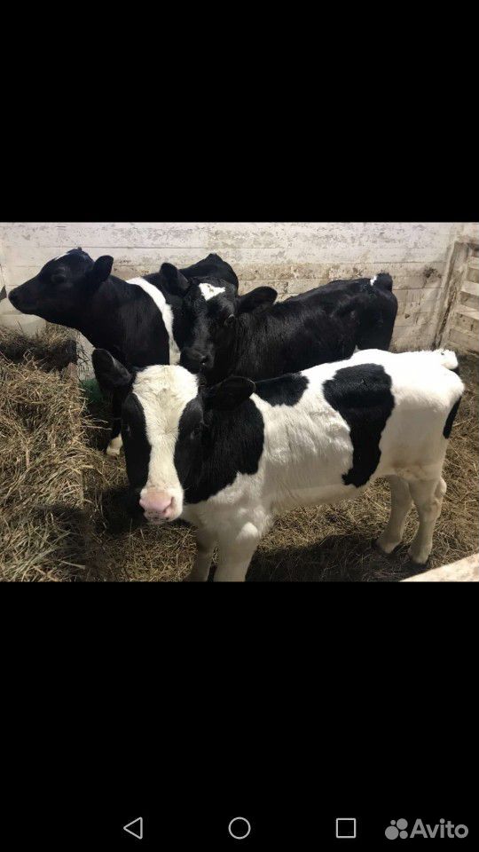 Бычки телята