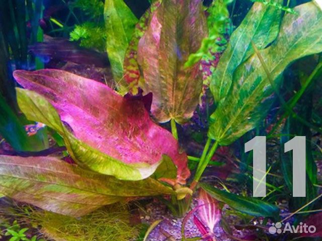 Сортовые эхинодорусы 2