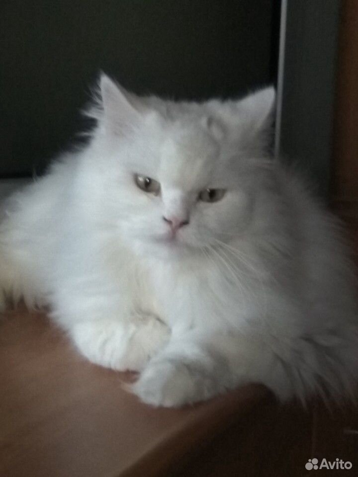 Отдам кошку в добрые руки,порода,сибирская ангора