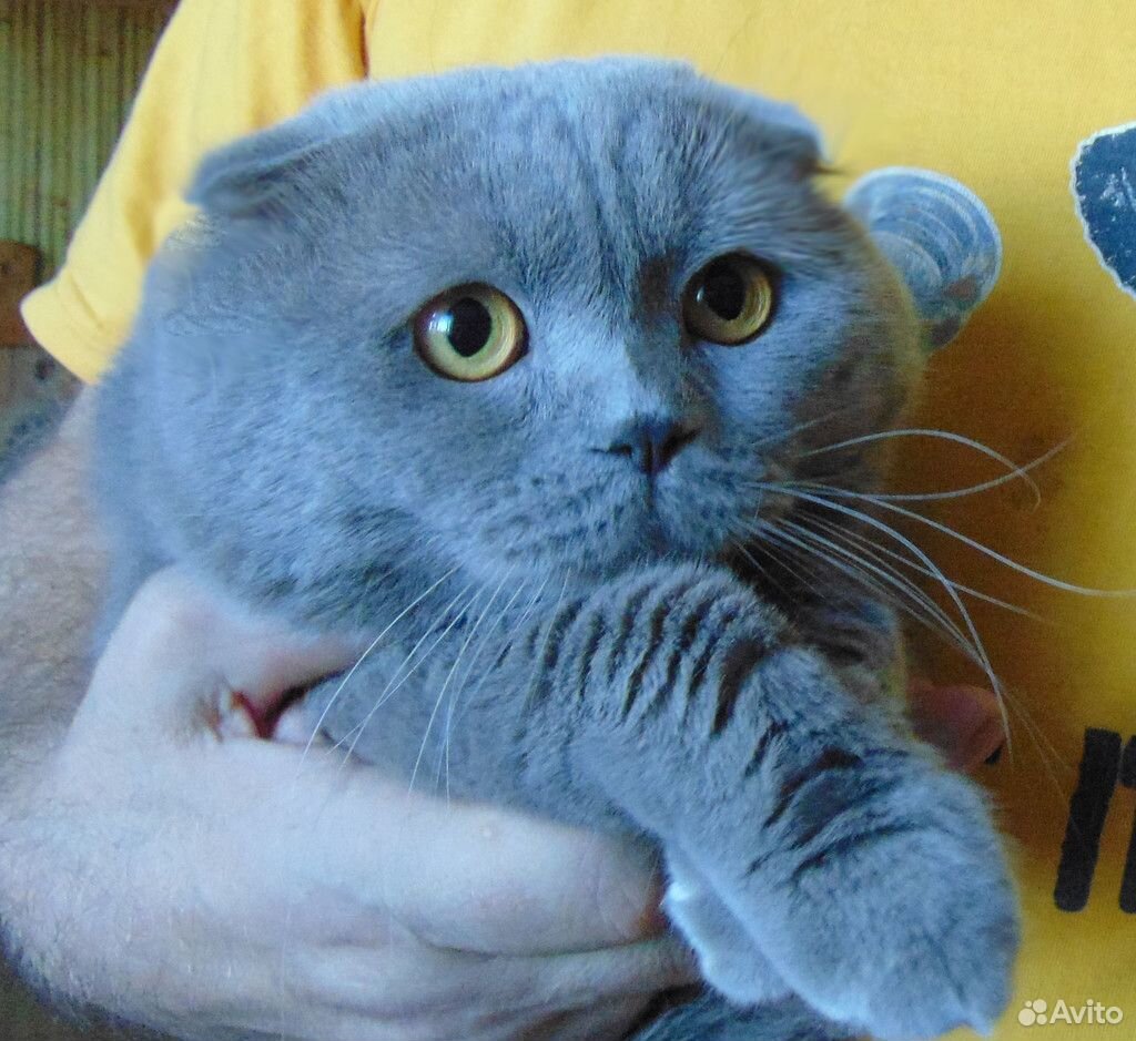 Кот скоттиш-фолд вязка
