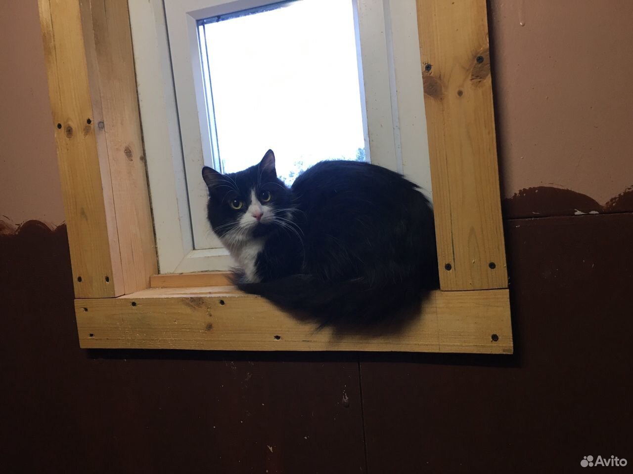 Замечательная красотка