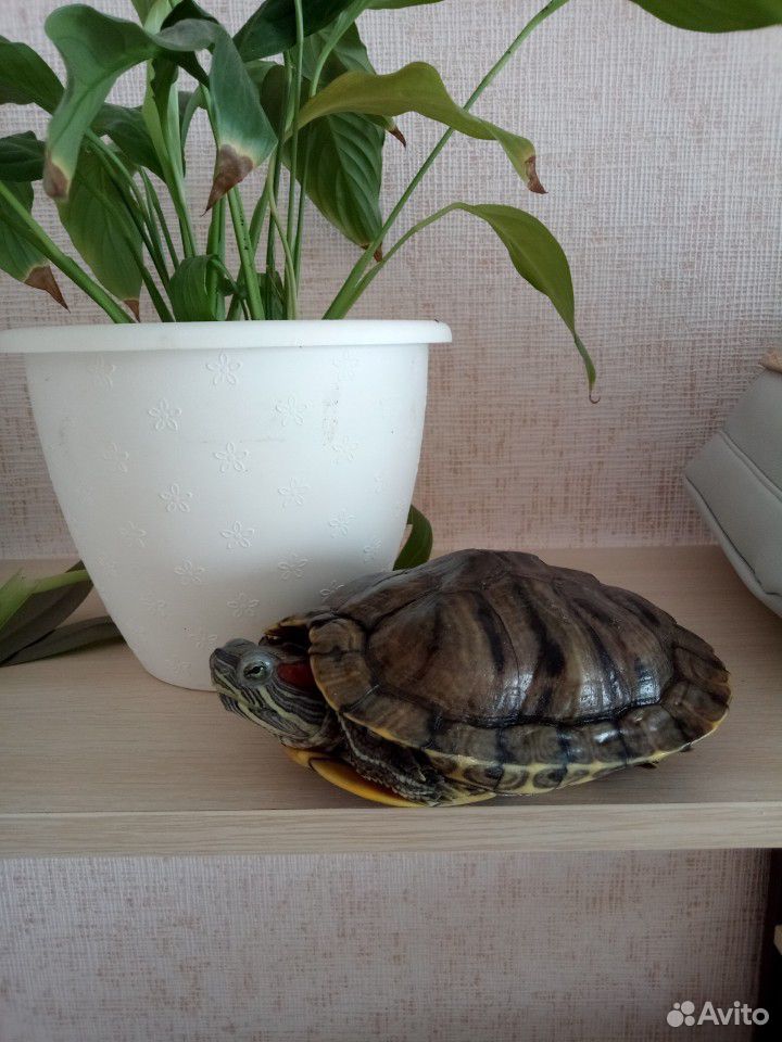 Черепахи