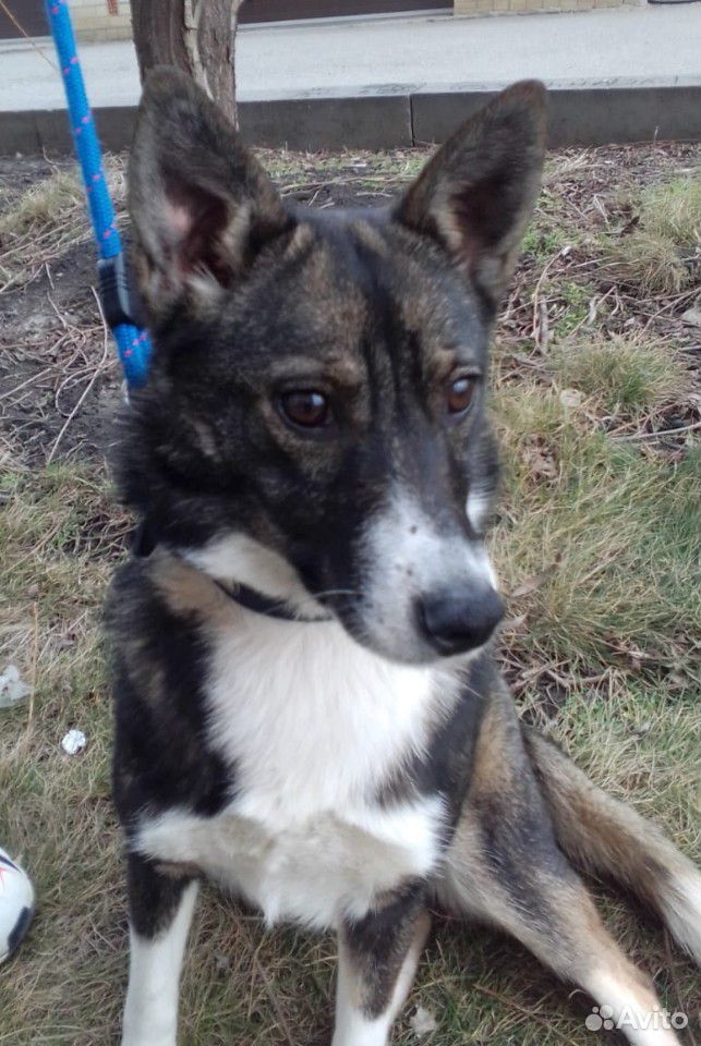 Чудесная Шери в добрый дом