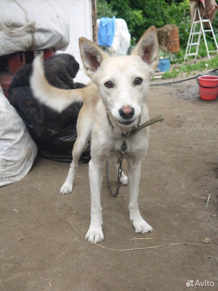 Ириска - метис лайки нужен дом