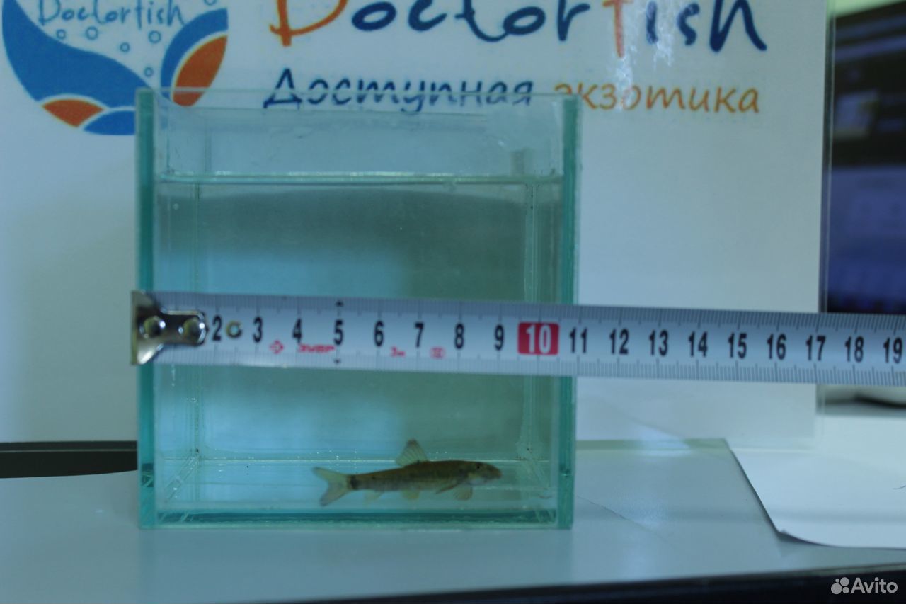 Рабка Гарра Руфа от 4 см