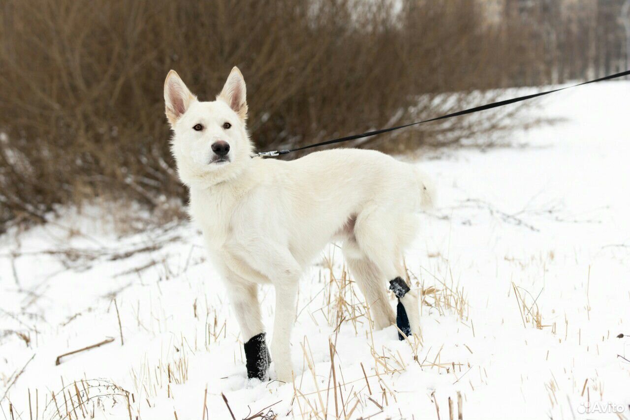 Собака Снежок в добрые руки
