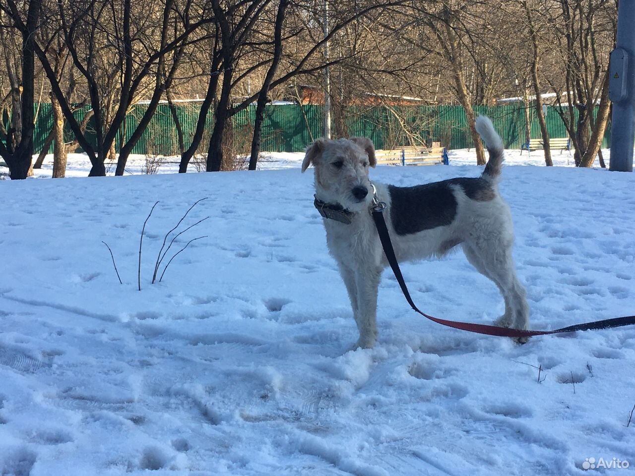 Фокстерьер для вязки