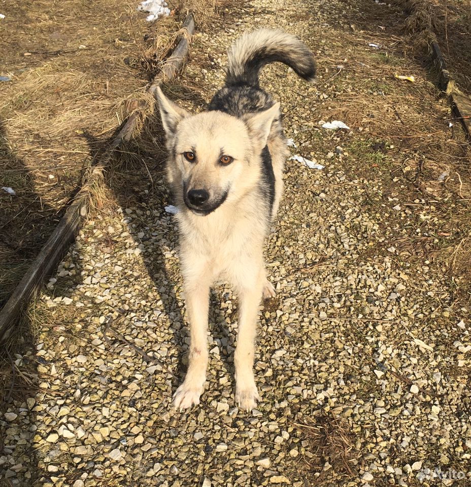 Щенок Лис в добрые руки