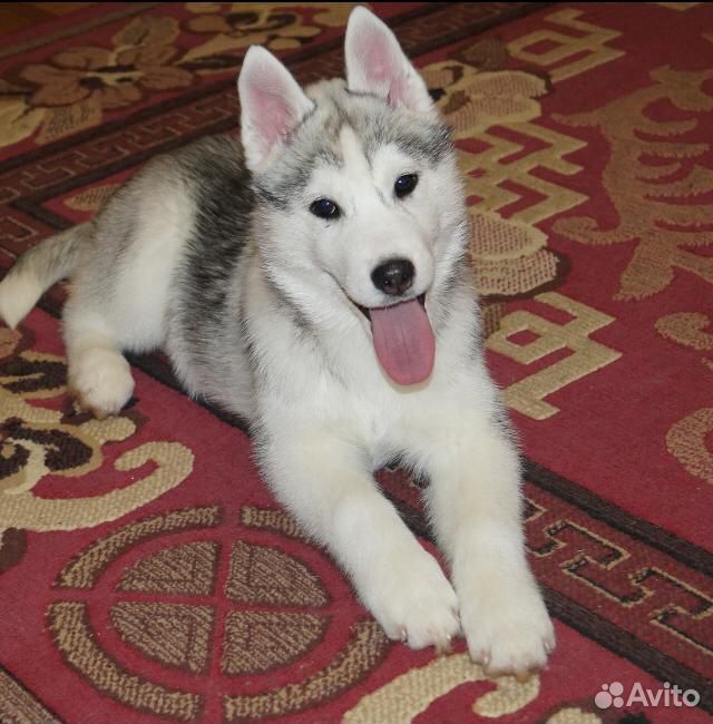 Сибирский хаски