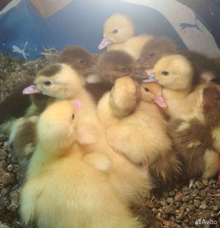 Мускусные утята (шипуны, индоутята)