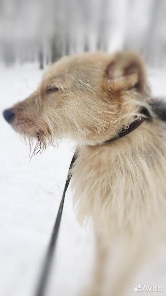 Собака Иви из приюта ищет дом бесплатно