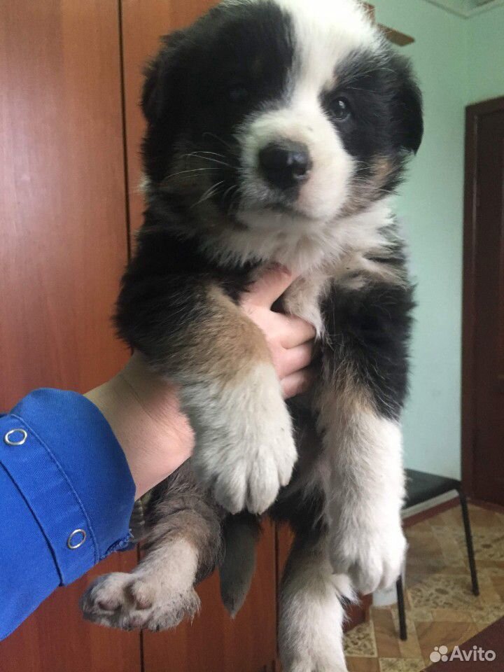 SOS, подбросили щенков. Ищем добрые руки