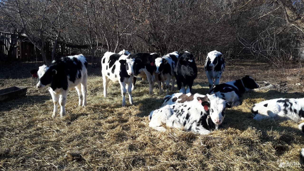 Холмогоры бычки телочки