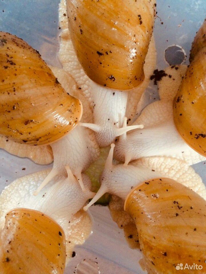 Улитки
