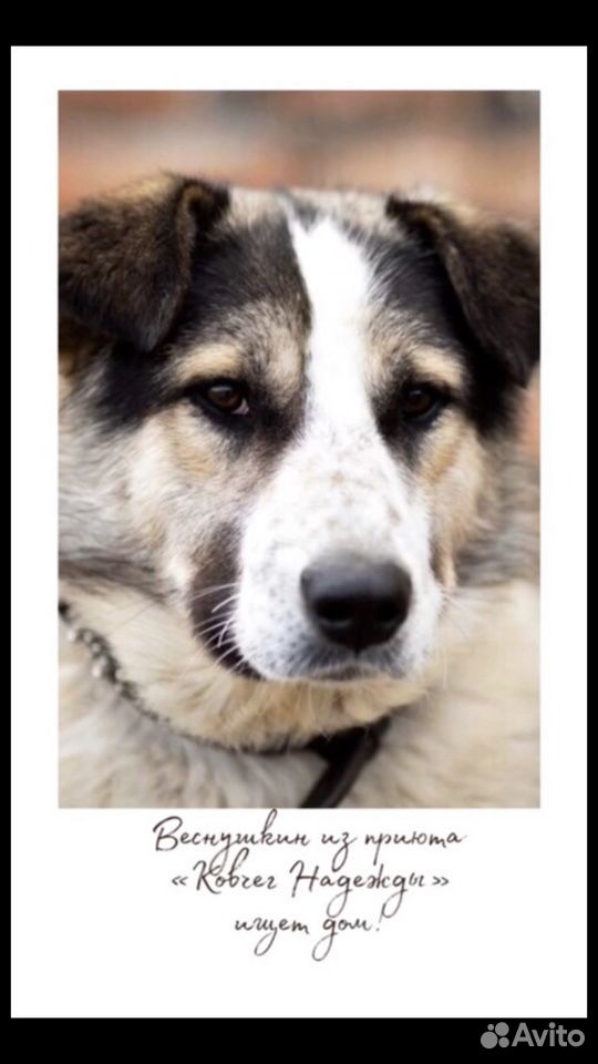 Веснушка ищет дом