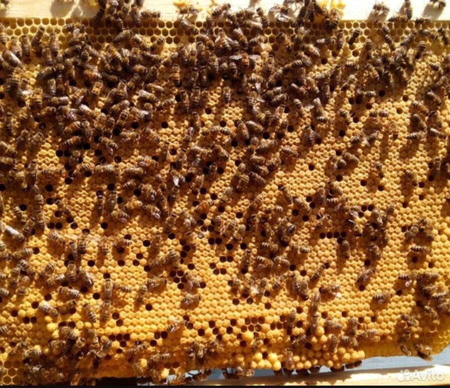 Продам пчелопакеты(отводки)