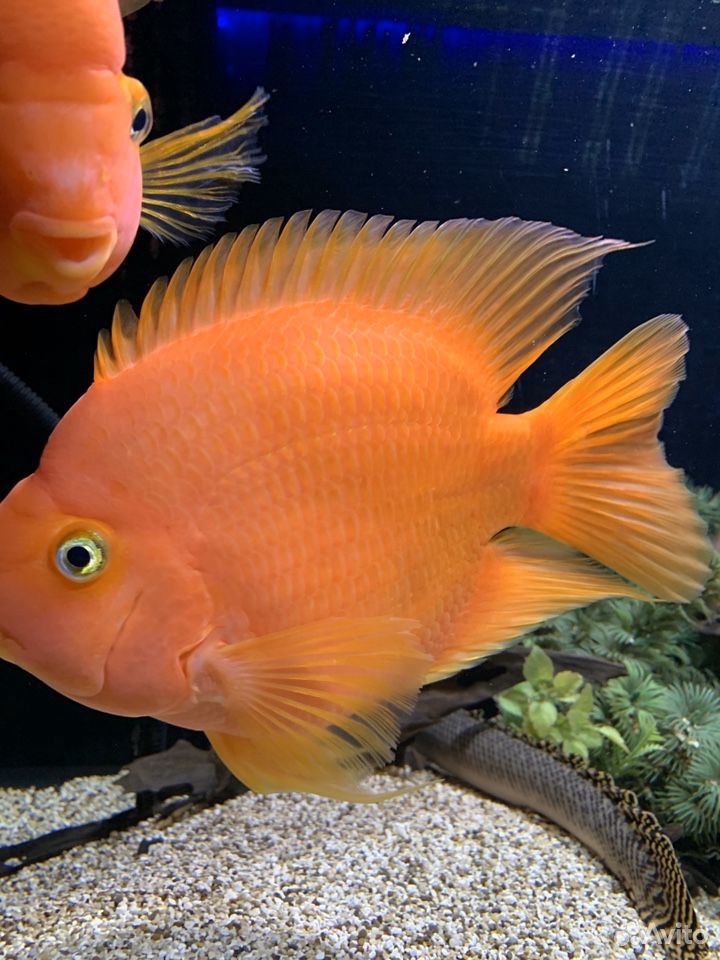 Попугаи желтые