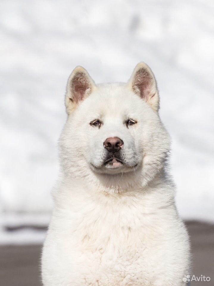 Бомбический щенок американской акиты