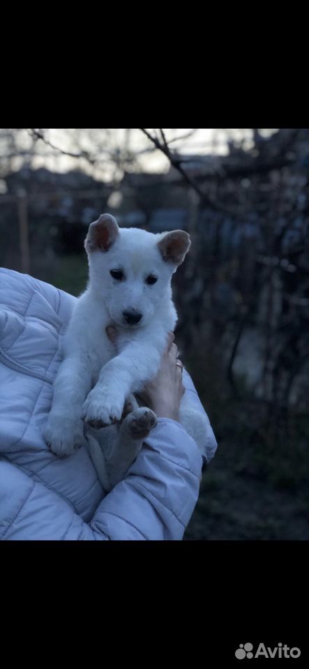 В добрые руки щенок девочка