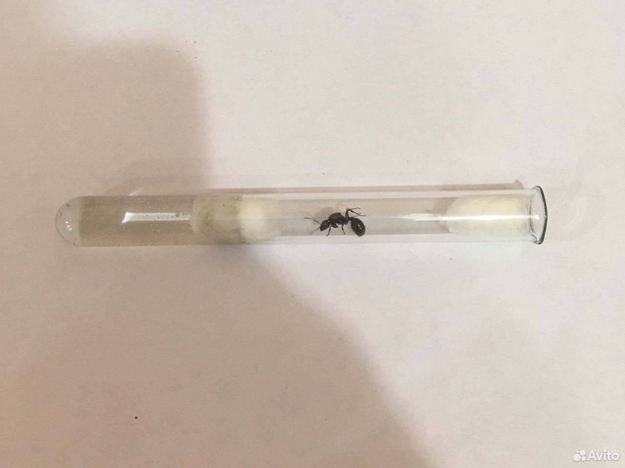 Матка муравья нигеры