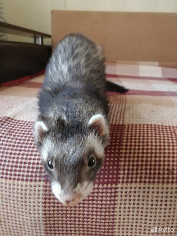 Продаётся хорёк