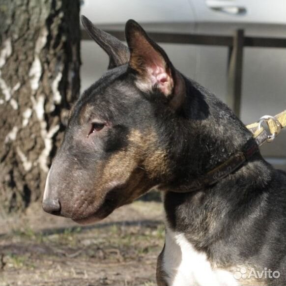 Мини бультерьер