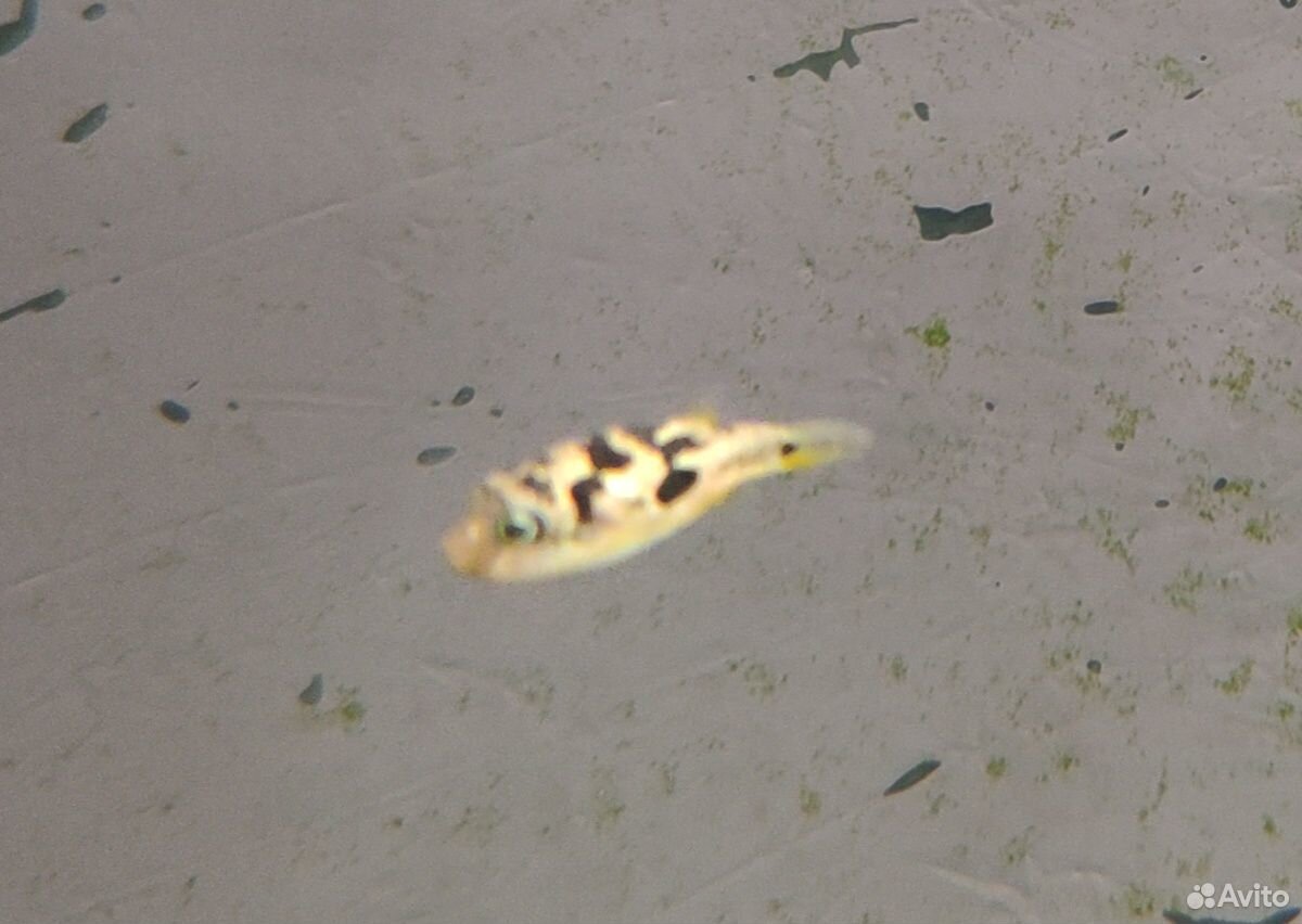 З карликовых тетрадона, отдам бесплатно