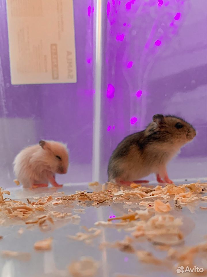 Джунгарские хомяки с геном повышенной любви