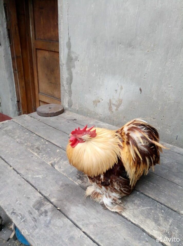 Продам петухов