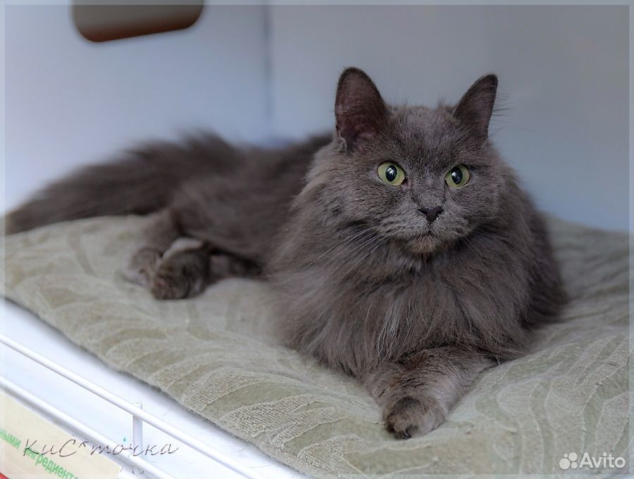 Изящный котик Пушистик нуждается в семье