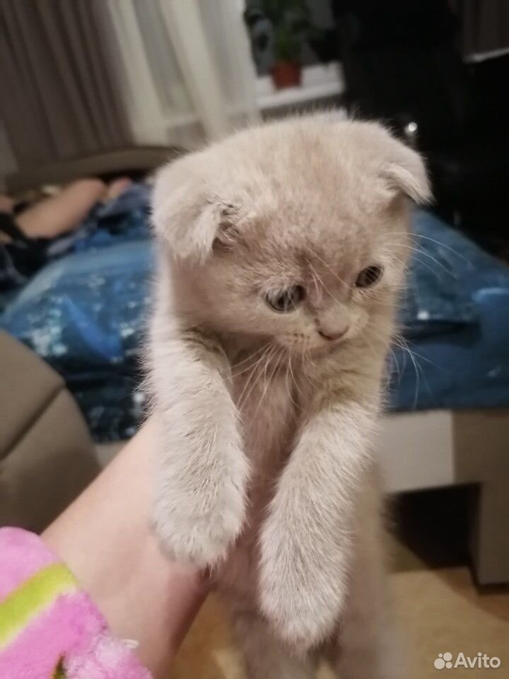 Шотландские плюшевые котята