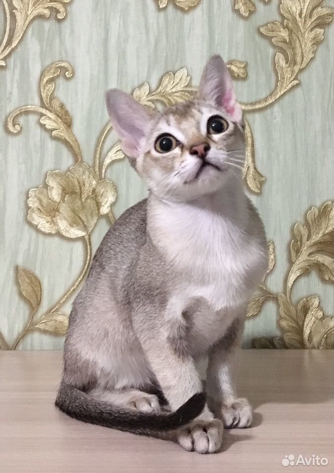 Сингапурская