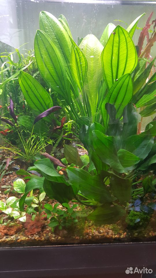 Зхинодорусы Опакусы