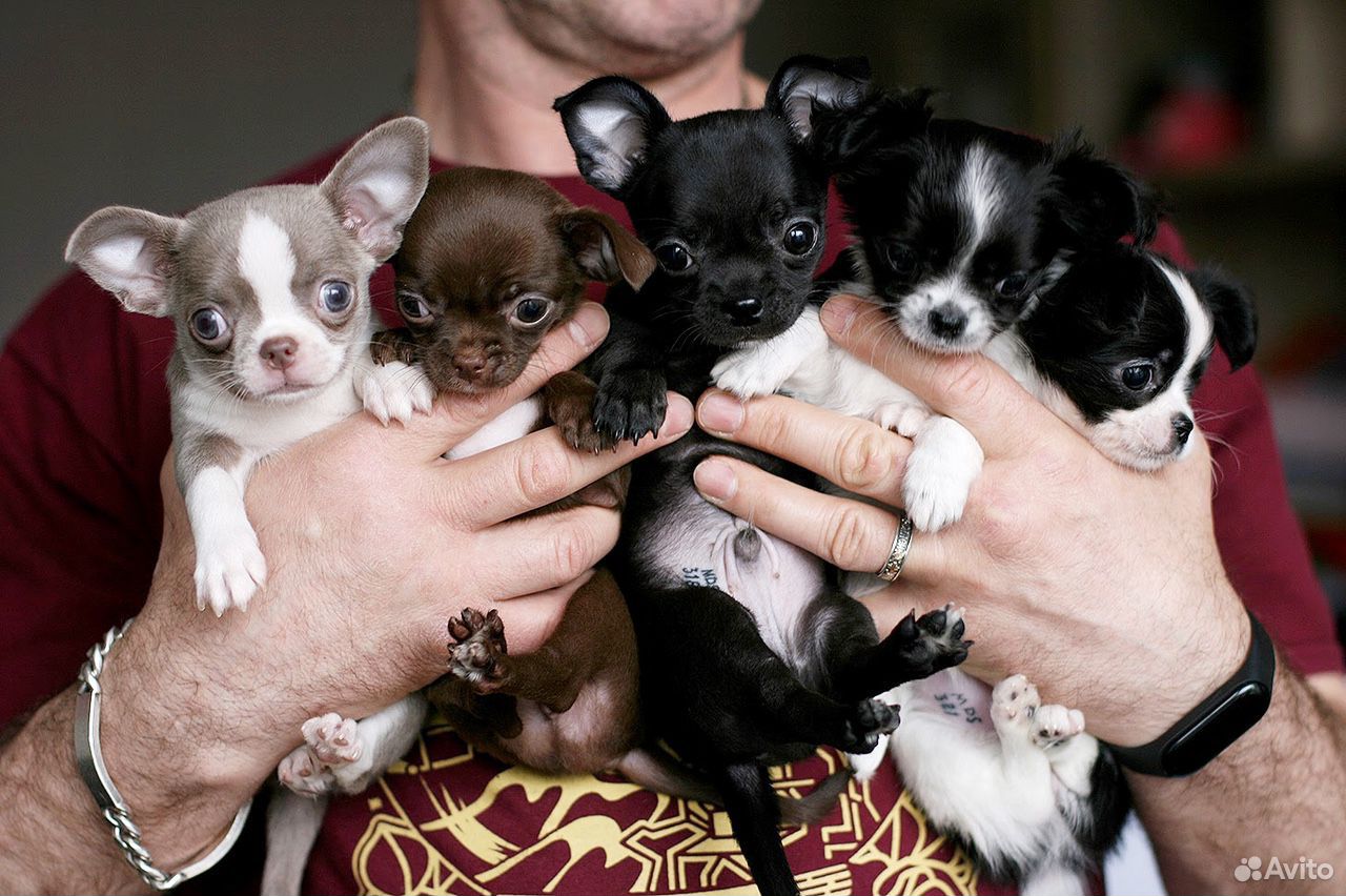 Кукольные детки чихуахуа