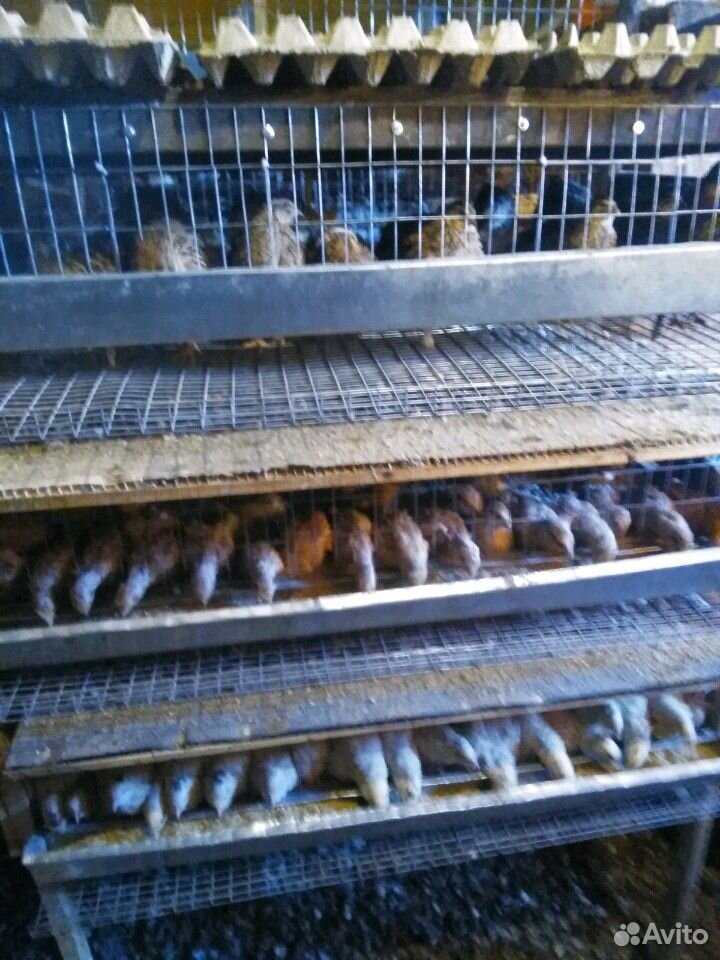 Инкубационное яйцо перепелов