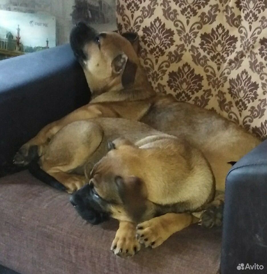 Щенки Ка де бо