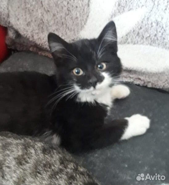 Прекрасная маркиза