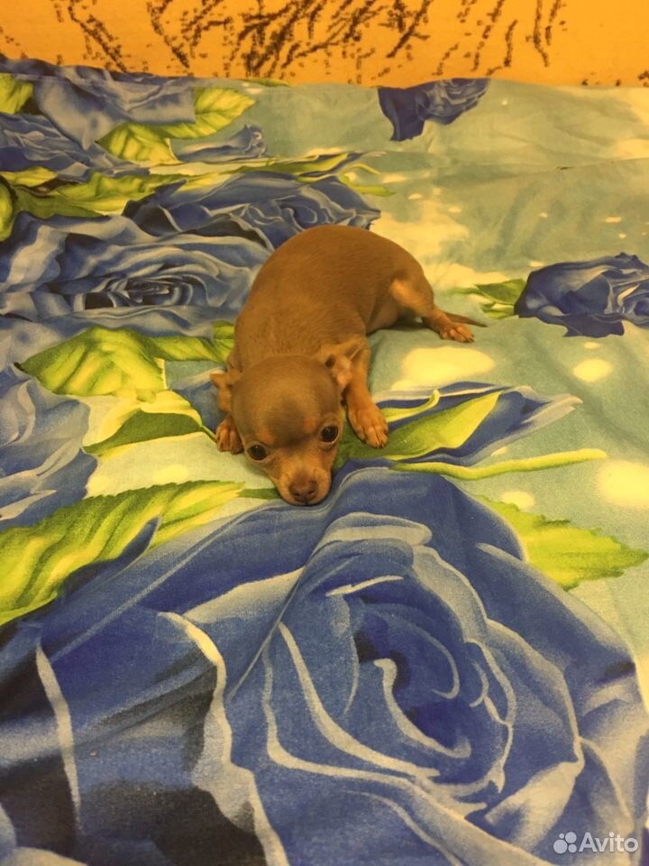 Девчушечка