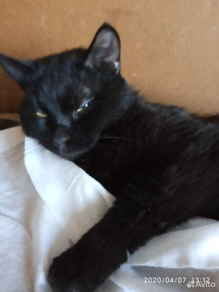 Кот