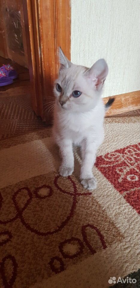 Котенок