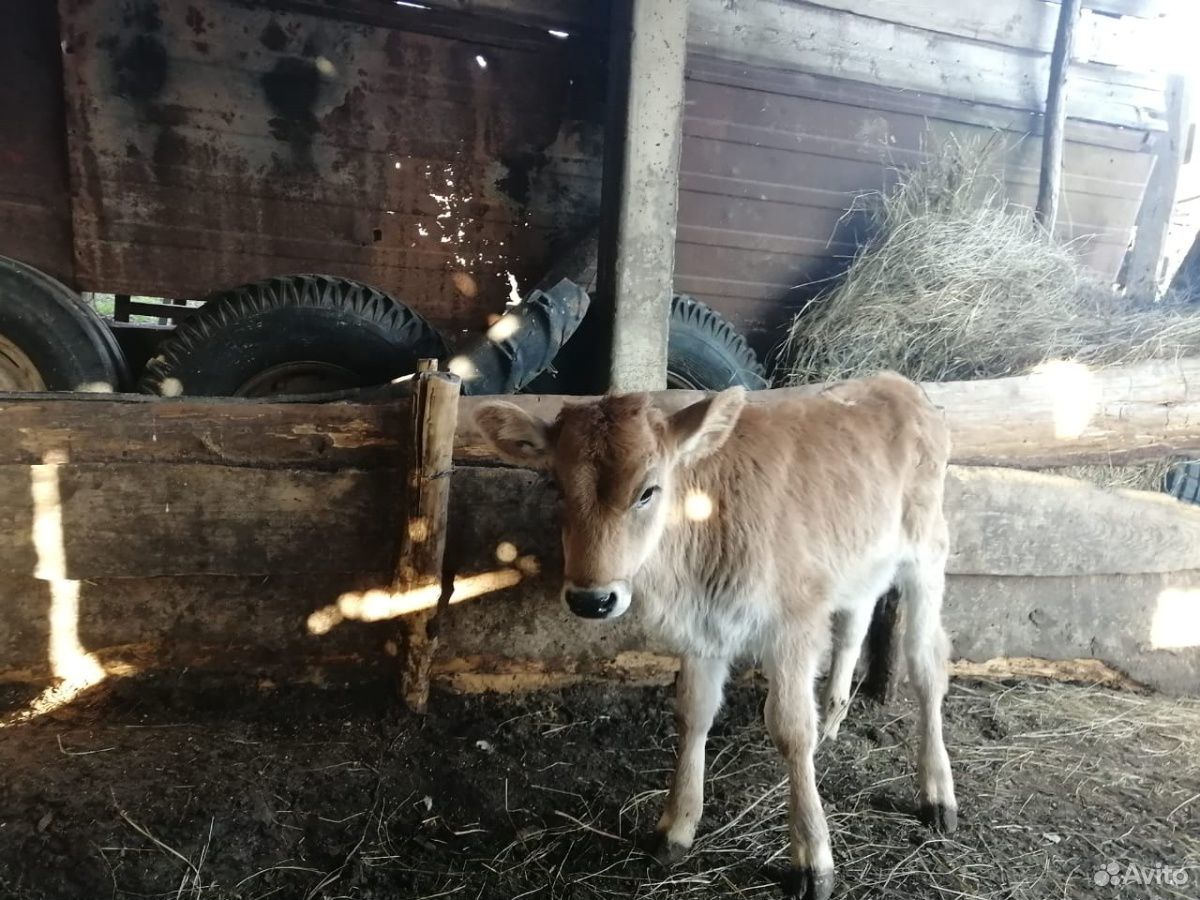 Козa теленок