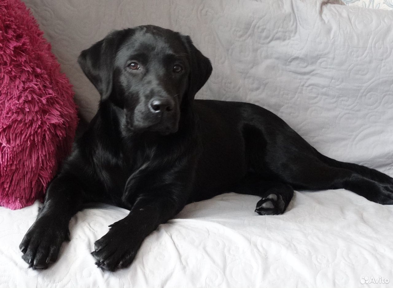 Щенок лабрадора